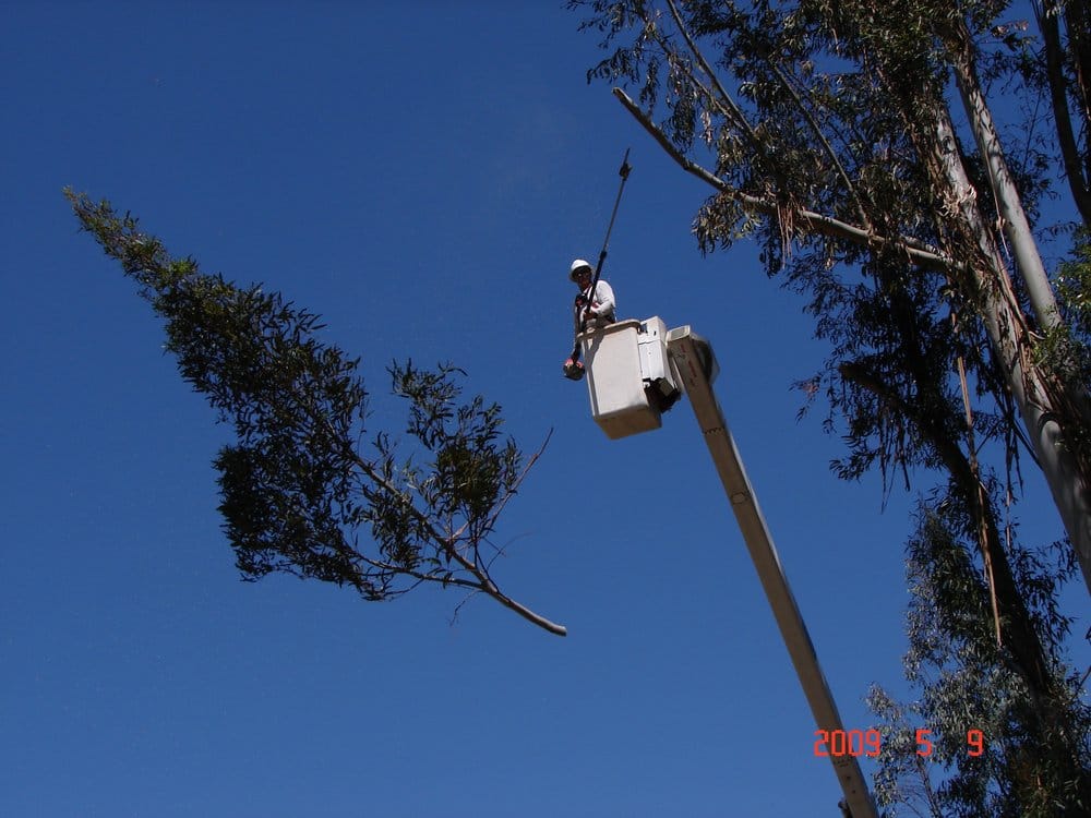 NOR-CAL TREE AND STUMP SERVICE - 423 S Bascom Ave, San Jose, CA - Yelp