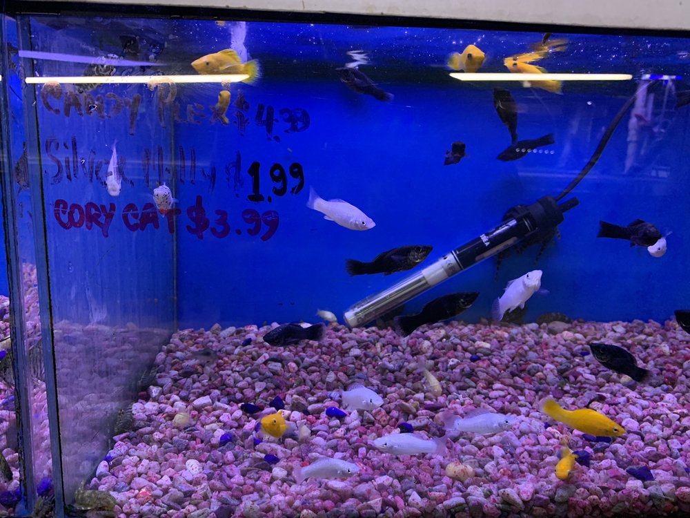 TIKI’S TROPICAL FISH - Updated July 2024 - 49 Photos & 87 Reviews ...