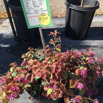 CALAVERAS NURSERY - Updated March 2025 - 117 Photos & 63 Reviews - 1000 ...