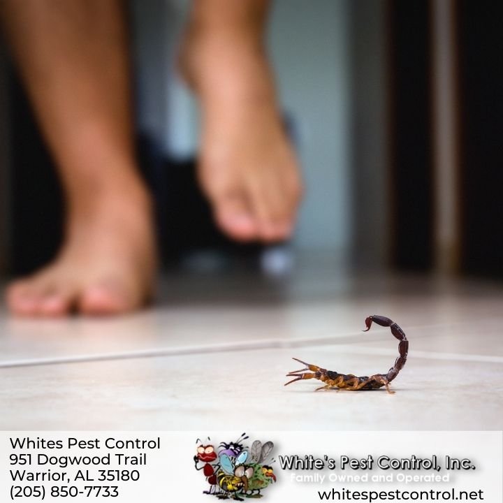 WHITES PEST CONTROL - Updated August 2025 - 14 Photos - Warrior ...