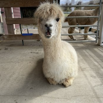 BLUEBIRD FARM ALPACAS - Updated September 2024 - 340 Photos & 48 ...