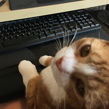 PIEDMONT PINES PETS - Updated January 2026 - 16 Photos & 34 Reviews ...