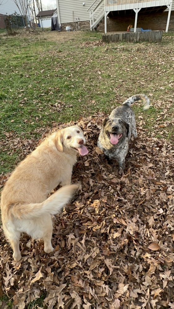 KAYLA’S DOG SITTING - Request a Quote - Sarah Dr, Clarksville ...