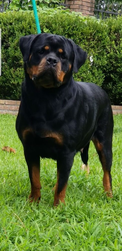 B.E.T. ROTTWEILERS - Updated June 2024 - Houston, Texas - Pet Breeders ...
