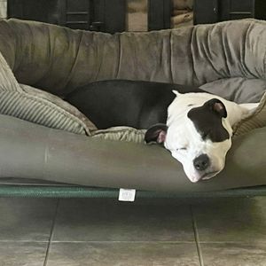 CALVERT WELL PET CLINIC - Updated September 2025 - 12 Reviews - 2240 ...