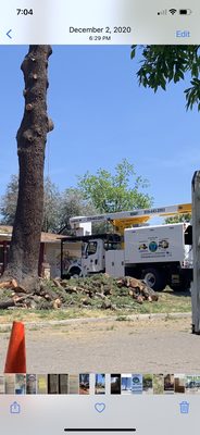 GOMEZ TREE SERVICE - Updated December 2025 - 12 Photos - 4003 E Iowa ...