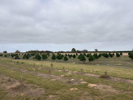 ELGIN CHRISTMAS TREE FARM - Updated December 2025 - 96 Photos & 60 ...