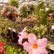 OTT’S EXOTIC PLANTS - 245 Photos & 86 Reviews - 861 Gravel Pike ...