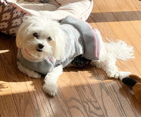 SMALL MIRACLES CAT & DOG RESCUE - Updated August 2025 - 15 Photos & 86 ...