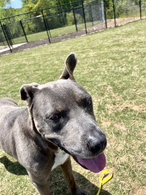 ANDERSON COUNTY PAWS - 15 Photos & 14 Reviews - 1320 Hwy 29 S, Anderson ...