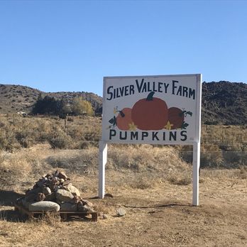 SILVER VALLEY PUMPKINS - Updated October 2025 - 14 Photos - 3995 Bacon ...