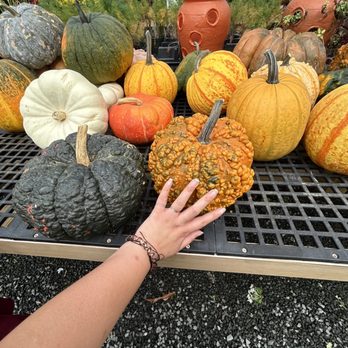 NALLS PRODUCE - Updated October 2025 - 394 Photos & 139 Reviews - 7310 ...