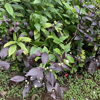 JESSE DURKO’S NURSERY - Updated December 2025 - 114 Photos & 46 Reviews ...