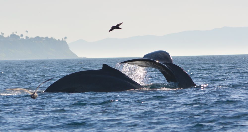 DEL REY BOATING - Updated August 2025 - 28 Photos - Marina Del Rey ...