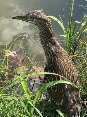 CULLER LAKE - Updated December 2025 - 50 Photos - Frederick, Maryland ...