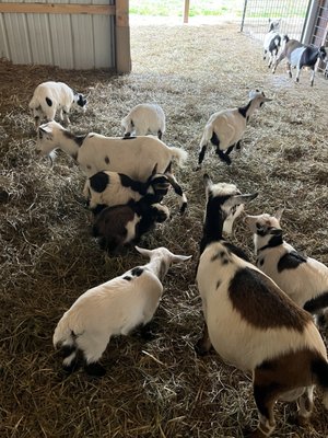 GRITT’S FARMS - Updated June 2025 - 356 Gritt Rd, Buffalo, West ...