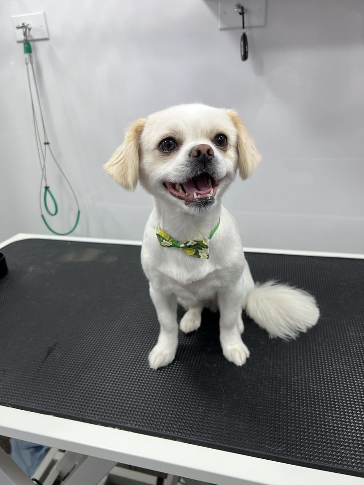 THE PET BARBER - Updated December 2024 - 38 Photos - San Francisco ...