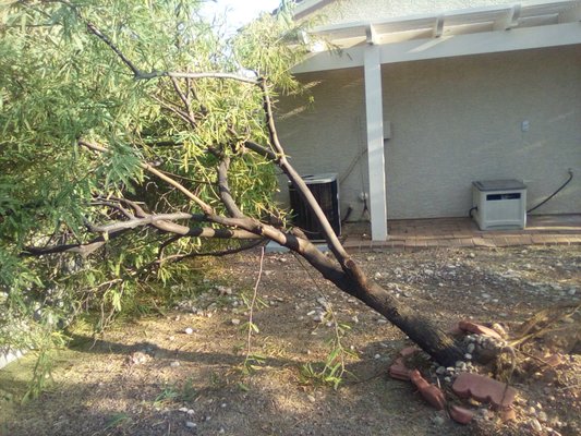 TREE MONKEY TREE TRIMMING - Updated December 2025 - 109 Photos & 70 ...