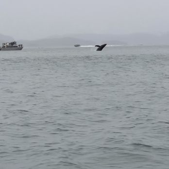 DOLPHIN JET BOAT TOURS - Updated May 2024 - 41 Photos & 82 Reviews ...