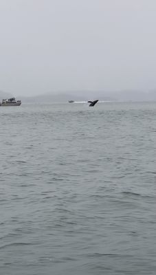 DOLPHIN JET BOAT TOURS - 41 Photos & 80 Reviews - 11547 Glacier Hwy ...