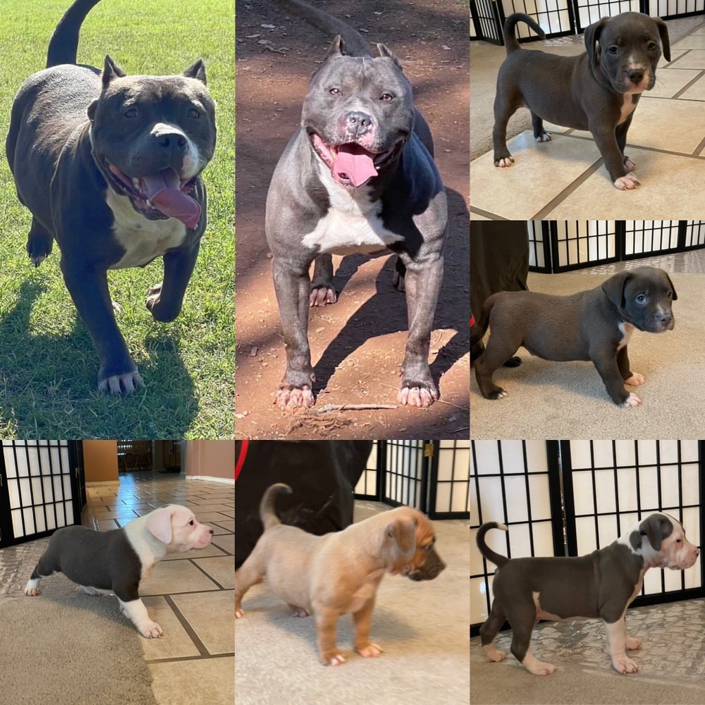 THE BULLY GODS - Request Information - San Antonio, Texas - Pet ...