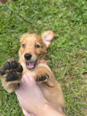 CHANTILLY ANIMAL HOSPITAL - Updated January 2026 - 12 Photos & 83 ...