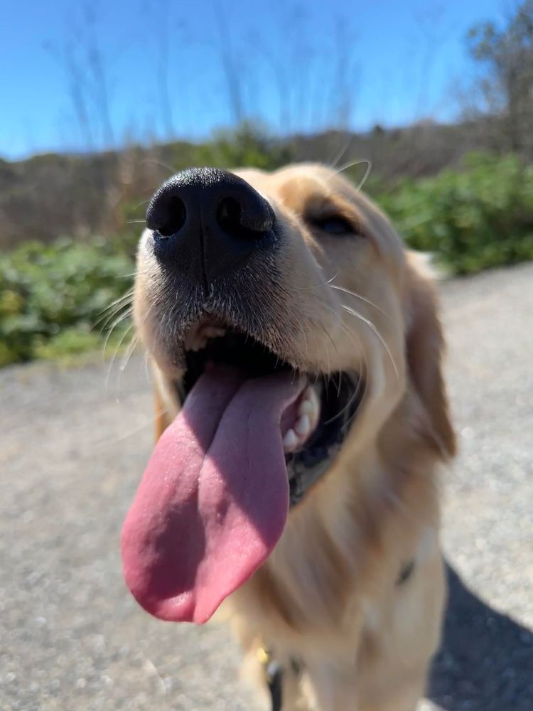 GR8FUL PAWS PET CARE - Updated July 2024 - 12 Photos - San Jose, California - Dog Walkers ...