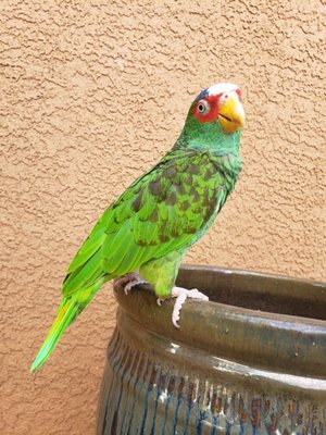 ARIZONA PARROTS - 30 Photos - 10505 E Escalante Rd, Tucson, AZ - Yelp