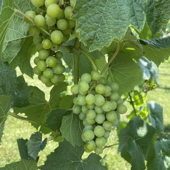 RAMULOSE RIDGE VINEYARDS - Updated December 2024 - 52 Photos & 38 ...