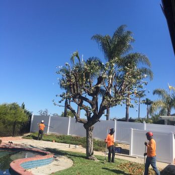 VISTA TREE SERVICE - Updated October 2024 - 29 Photos & 55 Reviews ...