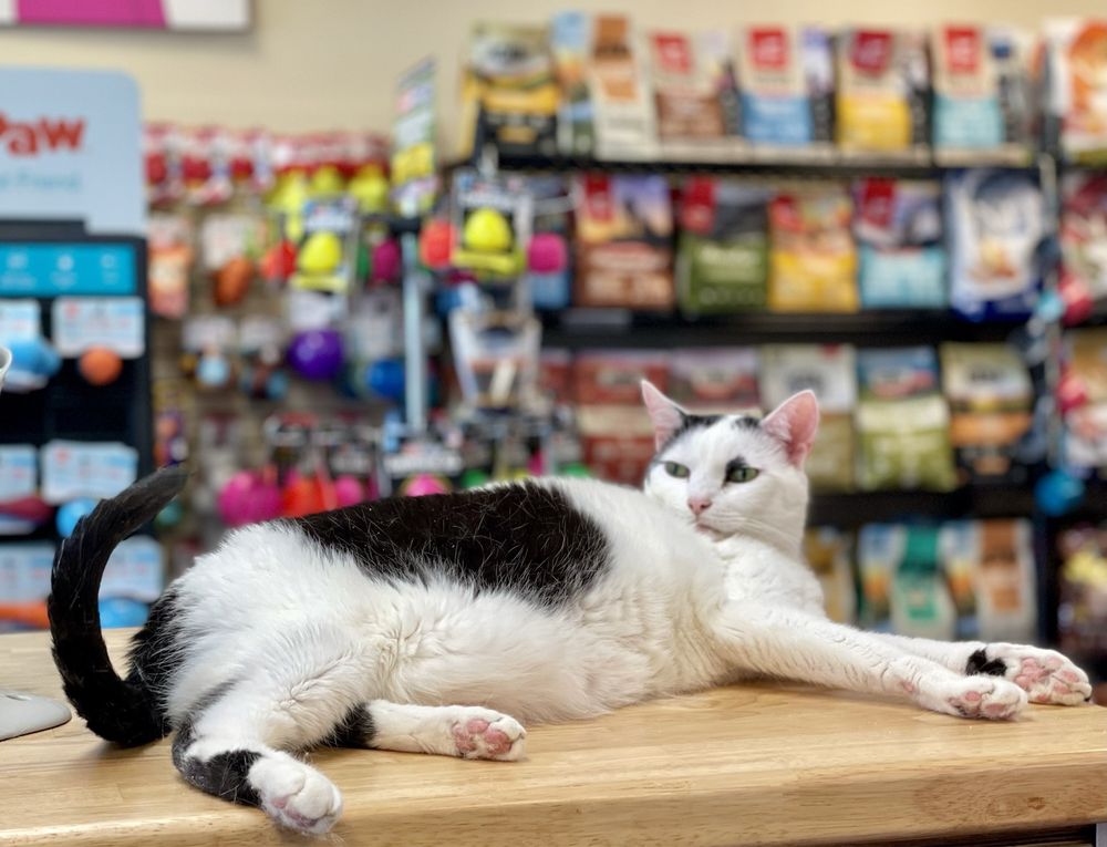 BARK STREET PETOPIA - Updated October 2025 - 33 Photos & 13 Reviews - 3636 Dallas Hwy, Marietta ...