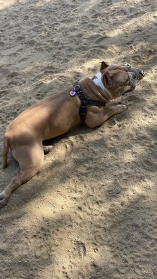 BRANDON FOUCHE - DOG AGGRESSION EXPERT - Updated July 2024 - 64 Photos ...