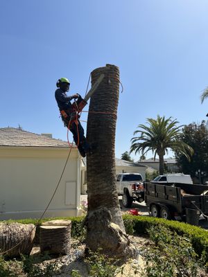 AL’S TREE SERVICE & LANDSCAPES - Updated November 2025 - 46 Photos & 11 ...