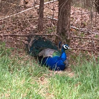 CAROMONT FARM - Updated January 2026 - 86 Photos - 9261 Old Green Mountain Rd, Esmont, Virginia ...