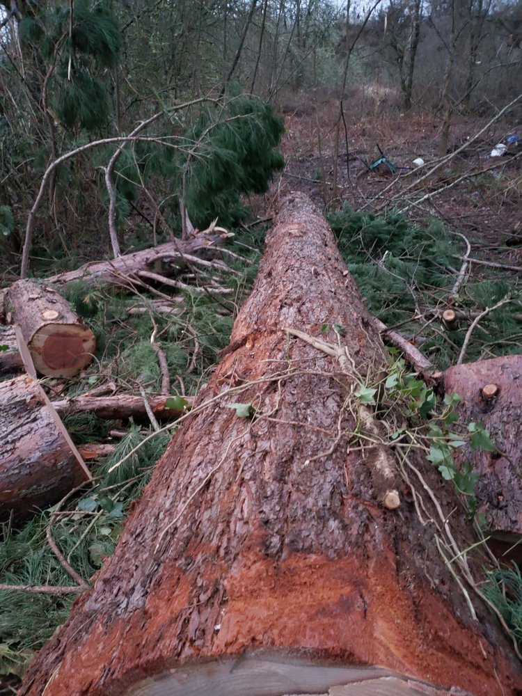 PETER’S TREE SERVICE - Updated May 2024 - 14990 SW Telluride Ter ...