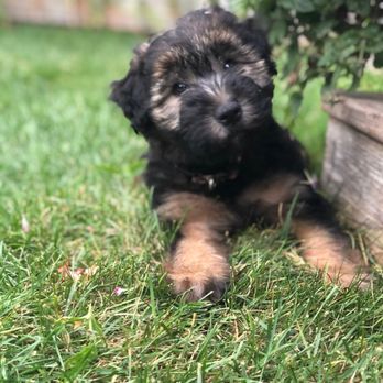 TORONTO VETERINARY EMERGENCY HOSPITAL - Updated December 2025 - 21 ...