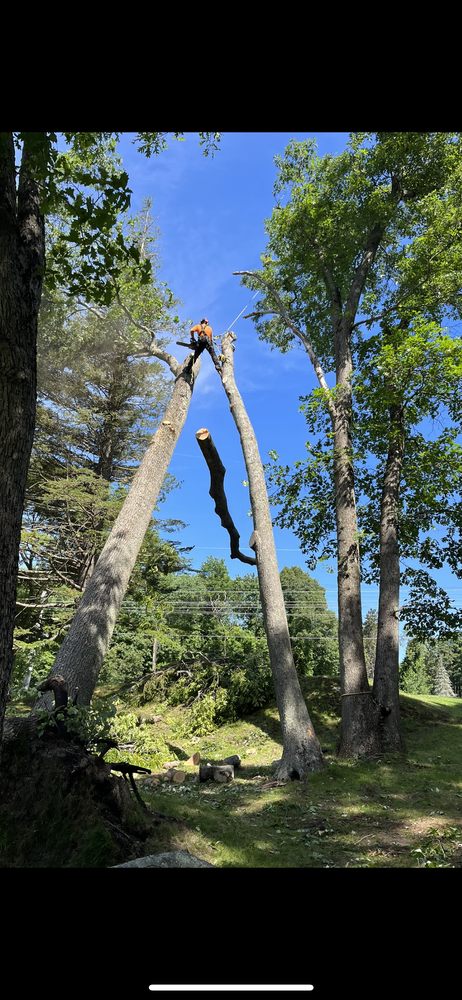 WORKMAN TREE SERVICE - Updated July 2025 - 18 Photos - Quincy ...