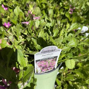 DEVIL MOUNTAIN WHOLESALE NURSERY - SAN RAMON - 57 Photos & 51 Reviews ...