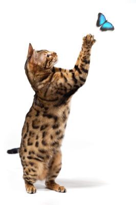 FIRE PLUG DOG & CAT GROOMING - Updated December 2025 - 12 Photos - 6668 ...