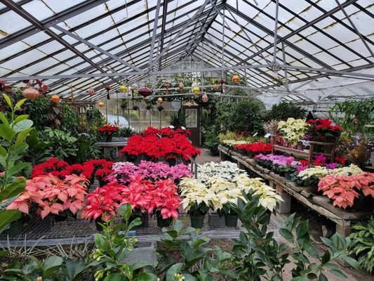 PECKHAM’S GREENHOUSE - Updated January 2026 - 71 Photos & 26 Reviews ...