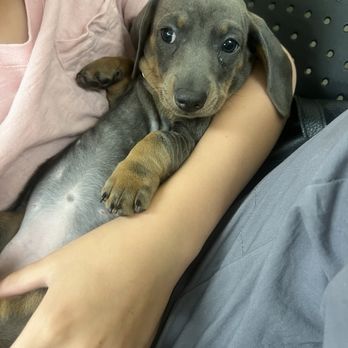 DIRK BUTCHKO PRO VET - Updated December 2025 - 165 Photos & 369 Reviews ...