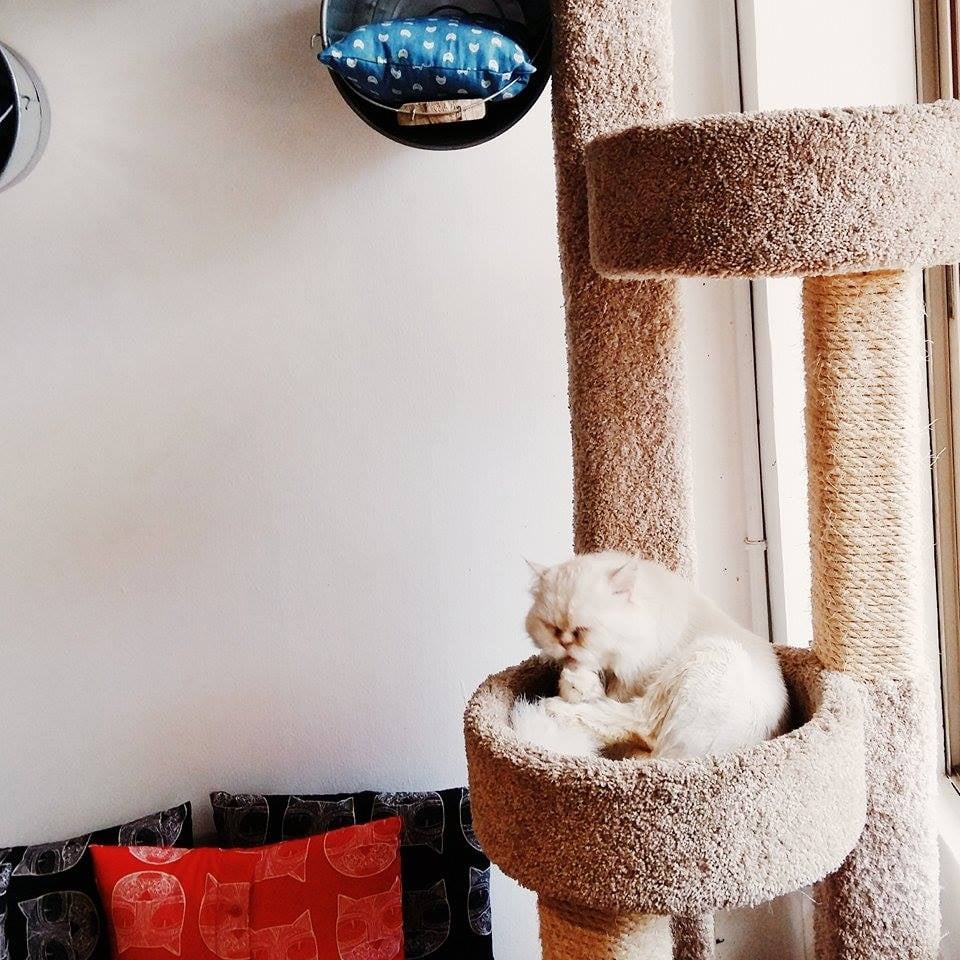 MIAO CAT CAFE - Updated December 2025 - 41 Photos - 7 Congressional ...