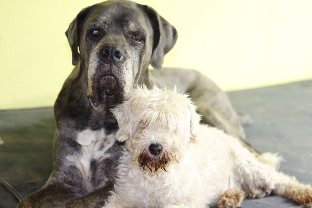 INNER OUTER UTOPIA PET CARE - Updated June 2025 - 40 Photos - 115 Clint ...