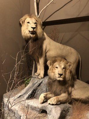 SPRINGFIELD SCIENCE MUSEUM - Updated October 2025 - 51 Photos & 14 ...