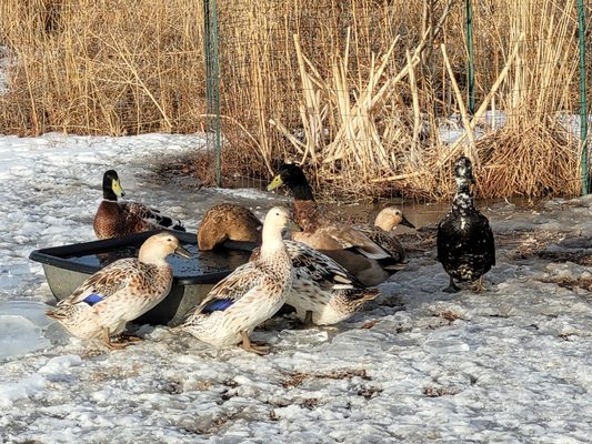 MISS NETTY’S PET SERVICES - Updated May 2025 - 34 Photos - Commerce ...