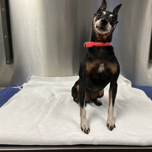 KIND KEEPER ANIMAL RESCUE - Updated December 2025 - 21 Photos & 30 ...