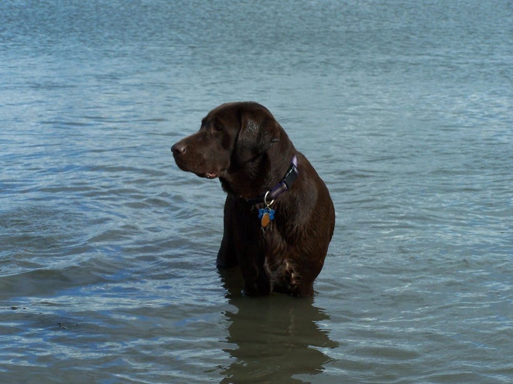 OUTBOUND HOUND - Updated December 2024 - 31 Photos & 10 Reviews - 37 ...