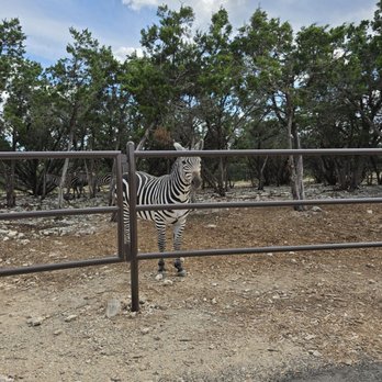 NATURAL BRIDGE WILDLIFE RANCH - Updated January 2026 - 1810 Photos ...