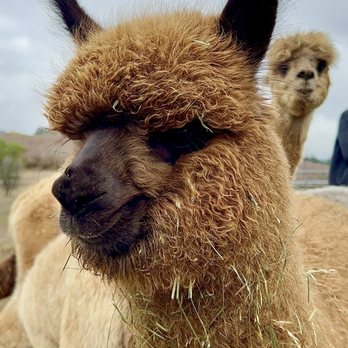 ALPACAS OF OREGON - Updated April 2024 - 199 Photos & 43 Reviews ...