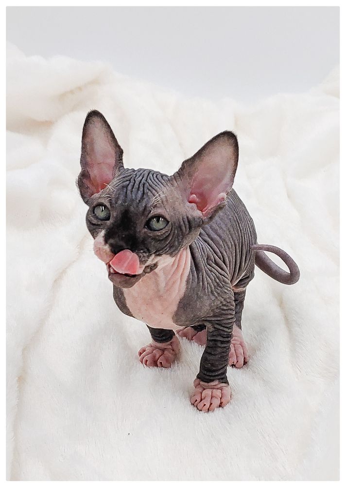 NAKIDS SPHYNX CATTERY - Updated December 2025 - Request Information ...